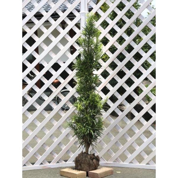 【イヌマキ】（犬槇） 読み：いぬまき 学名：Podocarpus macrophyllus マキ科マキ属 常緑高木 別名：クサマキ  【名前の由来】 ホンマキより材が劣ることから。  【商品情報】 イヌマキは昔から生垣に仕様される品種です。...