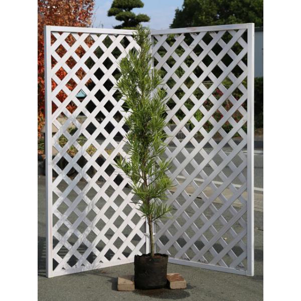 【イヌマキ】（犬槇） 読み：いぬまき 学名：Podocarpus macrophyllus マキ科マキ属 常緑高木 別名：クサマキ  【名前の由来】 ホンマキより材が劣ることから。  【商品情報】 イヌマキは昔から生垣に仕様される品種です。...