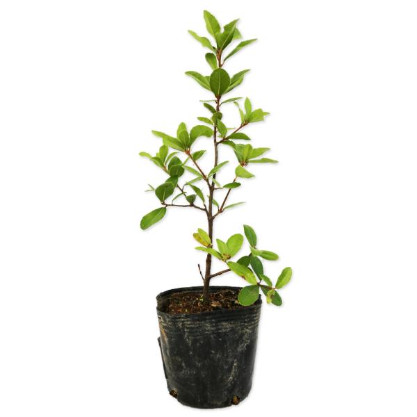 【ウバメガシ】（姥目樫） 読み：うばめがし 学名：Quercus phillyraeoides Asa Gray ブナ科コナラ属 常緑高木 別名：イマメガシ、ウマメガシ、バベ、 マメシバ、ウマメ、イソカシ、ウルフギ  【名前の由来】 芽ぶき...