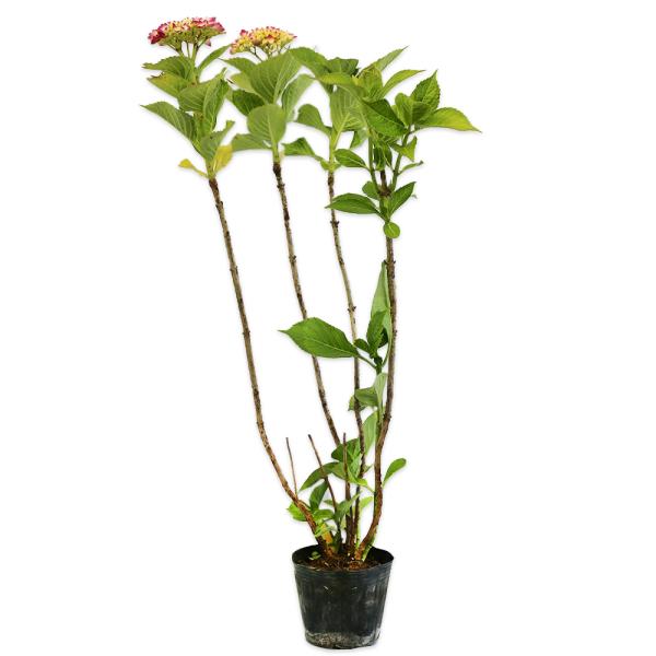 【アジサイ】（紫陽花） 読み：あじさい 学名：Hydrangea アジサイ科アジサイ属 落葉低木 別名：シチヘンゲ、アズサイ、テマリバナ  【名前の由来】 集（あづ）と真藍（さあい）が変化したもの。  【商品情報】 アジサイは日本の梅雨をイ...