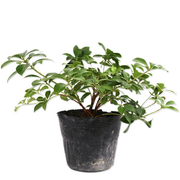 【アセビ】（馬酔木） 読み：あせび 学名：Pieris japonica subsp ツツジ科アセビ属 常緑低木 別名：イセボ、アシビ  【名前の由来】 足廃 （アシイ）から。   【商品情報】 アセビは4ｍ程度になる常緑低木です。日本各地...