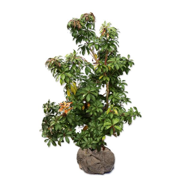 【アセビ】（馬酔木） 読み：あせび 学名：Pieris japonica subsp ツツジ科アセビ属 常緑低木 別名：イセボ、アシビ  【名前の由来】 足廃 （アシイ）から。   【商品情報】 アセビは4ｍ程度になる常緑低木です。日本各地...