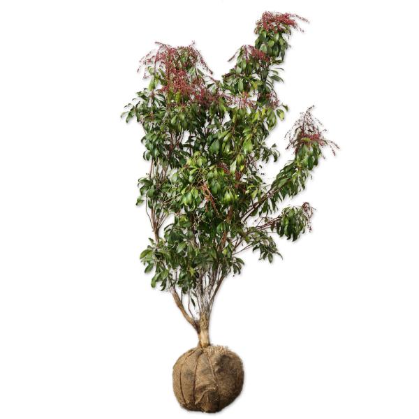 【アセビ】（馬酔木） 読み：あせび 学名：Pieris japonica subsp ツツジ科アセビ属 常緑低木 別名：イセボ、アシビ  【名前の由来】 足廃 （アシイ）から。   【商品情報】 アセビは4ｍ程度になる常緑低木です。日本各地...