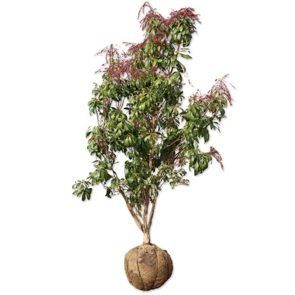 【アセビ】（馬酔木） 読み：あせび 学名：Pieris japonica subsp ツツジ科アセビ属 常緑低木 別名：イセボ、アシビ  【名前の由来】 足廃 （アシイ）から。   【商品情報】 アセビは4ｍ程度になる常緑低木です。日本各地...