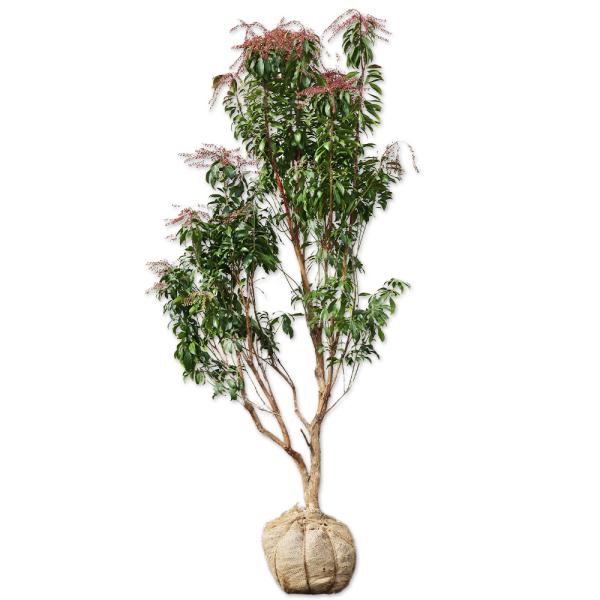 【アセビ】（馬酔木） 読み：あせび 学名：Pieris japonica subsp ツツジ科アセビ属 常緑低木 別名：イセボ、アシビ  【名前の由来】 足廃 （アシイ）から。   【商品情報】 アセビは4ｍ程度になる常緑低木です。日本各地...