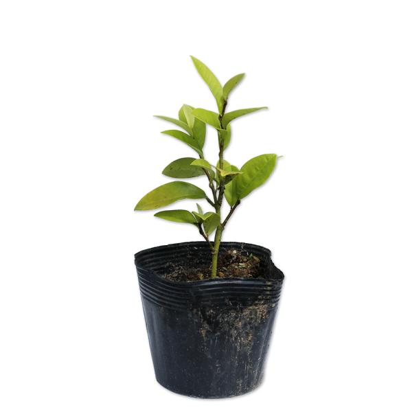 【カラタネオガタマ】（唐種招霊） 読み：からたねおがたま 学名：Michelia fi モクレン科オガタマノキ属 常緑高木 別名：トウオガタマ、バナナノキ、バナナツリー  【名前の由来】 中国原産（唐）から。神霊を招くため神前に供える木とし...