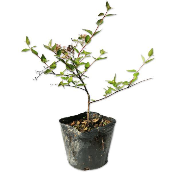 【アベリア】（花衝羽根空木） 読み：あべりあ 学名：Abelia spathulata スイカズラ科ツクバネウツギ属 半常緑低木 別名：ハナゾノツクバネウツギ、ハナツクバネウツギ  【名前の由来】 19世紀のイギリス植物学者エイブルに由来し...