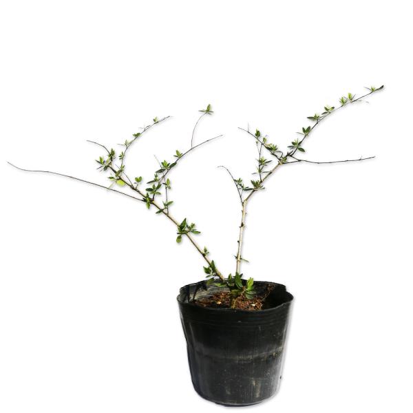 【アベリア】（衝羽根空木） 読み：あべりあ 学名：Abelia spathulata スイカズラ科ツクバネウツギ属 半常緑低木 別名：ツクバネウツギ、ハナツクバネウツギ  【名前の由来】 19世紀のイギリス植物学者エイブルに由来します。  ...