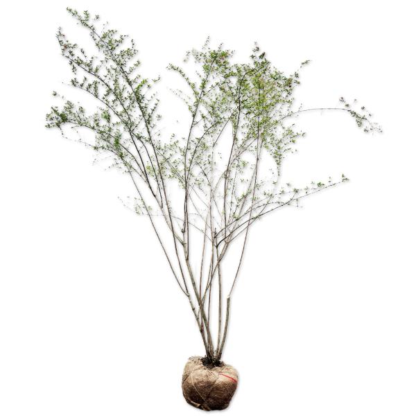 【アベリア】（衝羽根空木） 読み：あべりあ 学名：Abelia spathulata スイカズラ科ツクバネウツギ属 半常緑低木 別名：ツクバネウツギ、ハナツクバネウツギ  【名前の由来】 19世紀のイギリス植物学者エイブルに由来します。  ...