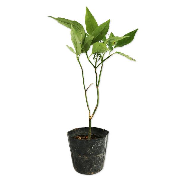 【アオキ】（青木） 読み：あおき 学名：Aucuba japonica ガリア科アオキ属 常緑低木 別名：ダルマノキ、アオキバ  【名前の由来】 常緑で幹も葉も青いことから。  【商品情報】 アオキは耐陰性がとても強い品種です。逆に日が当た...