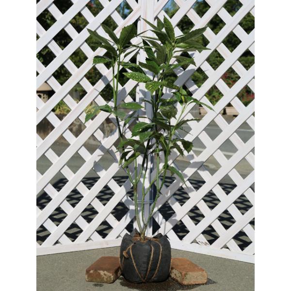 【斑入りアオキ】（斑入り青木） 読み：ふいりあおき 学名：Aucuba japonica ガリア科アオキ属 常緑低木 別名：  【名前の由来】 常緑で幹も葉も青いことから。  【商品情報】 斑入りアオキは耐陰性がとても強い品種です。逆に日が...