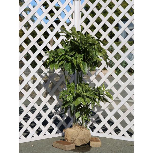 【斑入りアオキ】（斑入り青木） 読み：ふいりあおき 学名：Aucuba japonica ガリア科アオキ属 常緑低木 別名：  【名前の由来】 常緑で幹も葉も青いことから。  【商品情報】 斑入りアオキは耐陰性がとても強い品種です。逆に日が...