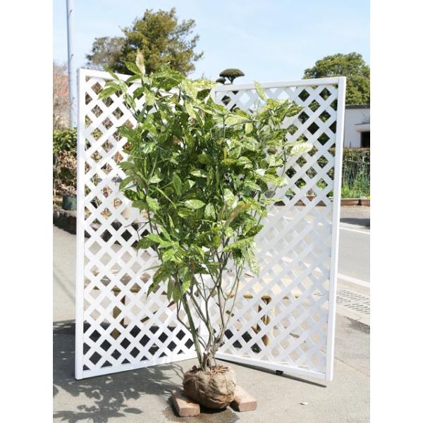 【斑入りアオキ】（斑入り青木） 読み：ふいりあおき 学名：Aucuba japonica ガリア科アオキ属 常緑低木 別名：  【名前の由来】 常緑で幹も葉も青いことから。  【商品情報】 斑入りアオキは耐陰性がとても強い品種です。逆に日が...