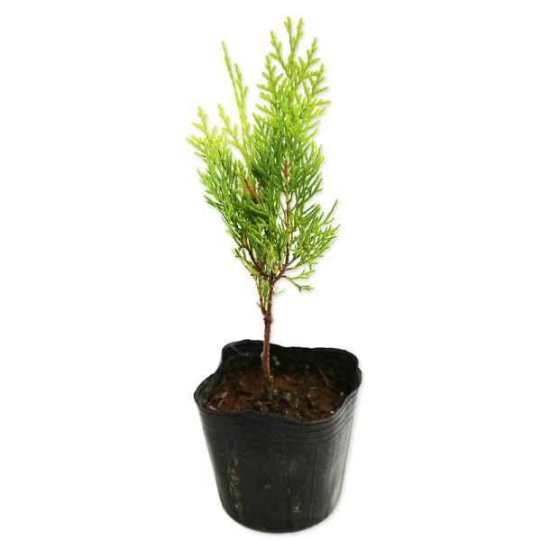 【エレガンテシマ】（） 読み：えれがんてしま 学名：Thuja occidentalis "Elegantissima" ヒノキ科クロベ属 常緑高木 別名：エレガンティシマ、ローズダリス、コノテガシワ  【名前の由来】 ラテン語で美しいとい...