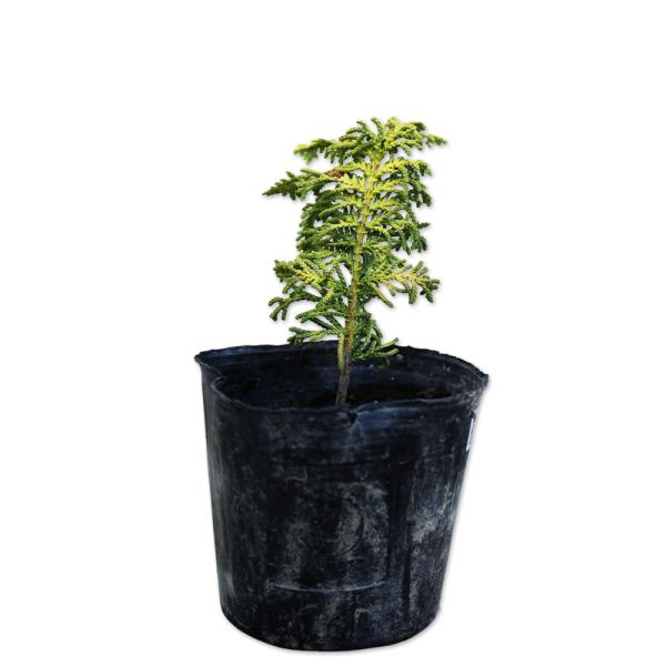 【オウゴンクジャクヒバ】（黄金孔雀桧葉） 読み：おうごんくじゃくひば 学名：Chamaecyparis obtusa ヒノキ科ヒノキ属 常緑高木 別名：チョウセンヒノキ、クジャクヒバ  【名前の由来】 葉の先端が黄色くなっていることから。 ...