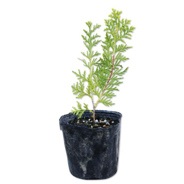 【オウゴンコノテ】（黄金児手柏） 読み：おうごんこのて 学名：Platycladus orientalis  ヒノキ科クロベ属 常緑低木 別名：オウゴンコノテガシワ  【名前の由来】 小枝が分岐し小児の掌を立てたように並ぶことから。  【商...