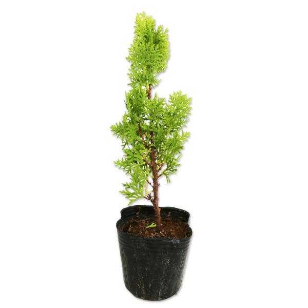 【オウゴンコノテ】（黄金児手柏） 読み：おうごんこのて 学名：Platycladus orientalis  ヒノキ科クロベ属 常緑低木 別名：オウゴンコノテガシワ  【名前の由来】 小枝が分岐し小児の掌を立てたように並ぶことから。  【商...