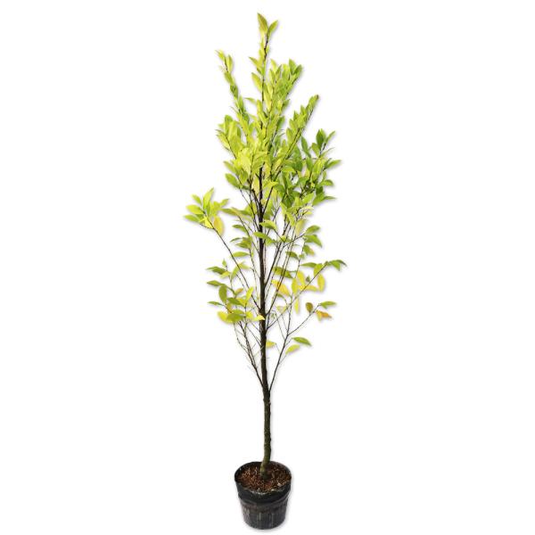 【カラタネオガタマ/ポートワイン】（赤花唐種招霊） 読み：からたねおがたま/ぽーとわいん 学名：Magnoliaceae Michelia モクレン科オガタマノキ属 常緑高木 別名：ベニバナカラタネオガタマ  【名前の由来】 中国原産（唐）...