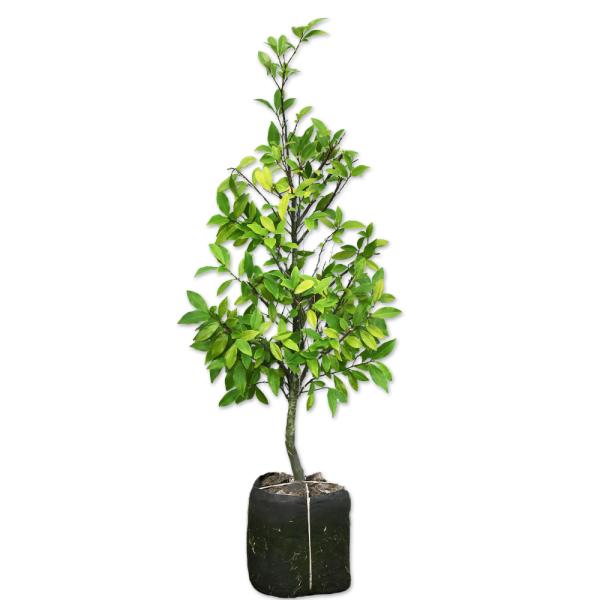 【カラタネオガタマ/ポートワイン】（赤花唐種招霊） 読み：からたねおがたま/ぽーとわいん 学名：Magnoliaceae Michelia モクレン科オガタマノキ属 常緑高木 別名：ベニバナカラタネオガタマ  【名前の由来】 中国原産（唐）...