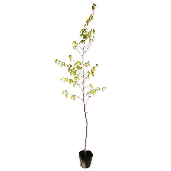 【アカシデ】（赤四手） 読み：あかしで 学名：Magnoliaceae Michelia カバノキ科カバノキ属 落葉高木 別名：シデノキ、ソロノキ、コソネ  【名前の由来】 若芽が赤いことから。  【商品情報】 アカシデは自然樹形が美しい品...