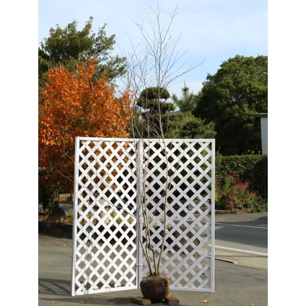 【アカシデ】（赤四手） 読み：あかしで 学名：Magnoliaceae Michelia カバノキ科カバノキ属 落葉高木 別名：シデノキ、ソロノキ、コソネ  【名前の由来】 若芽が赤いことから。  【商品情報】 アカシデは自然樹形が美しい品...