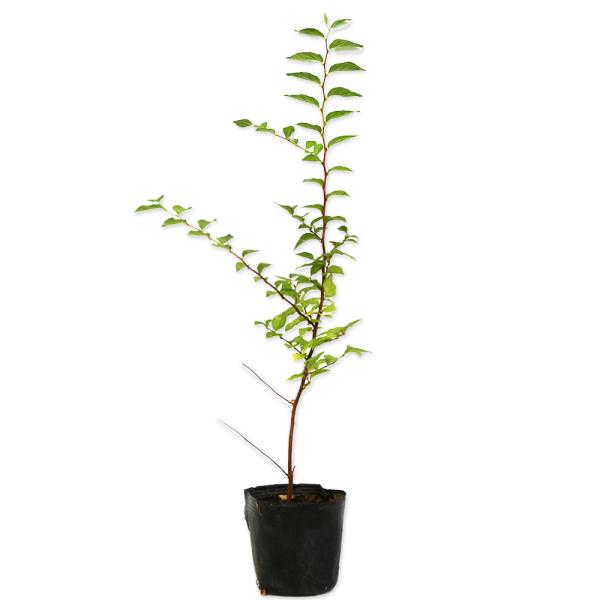 【エゴノキ】（野茉莉） 読み：えごのき 学名：Styrax japonica エゴノキ科エゴノキ属 落葉高木 別名：チシャノキ、チサノキ、ロクロギ、シャボンノキ  【名前の由来】 実に毒があり食べた時にエグイ味がすることから。  【商品情報...