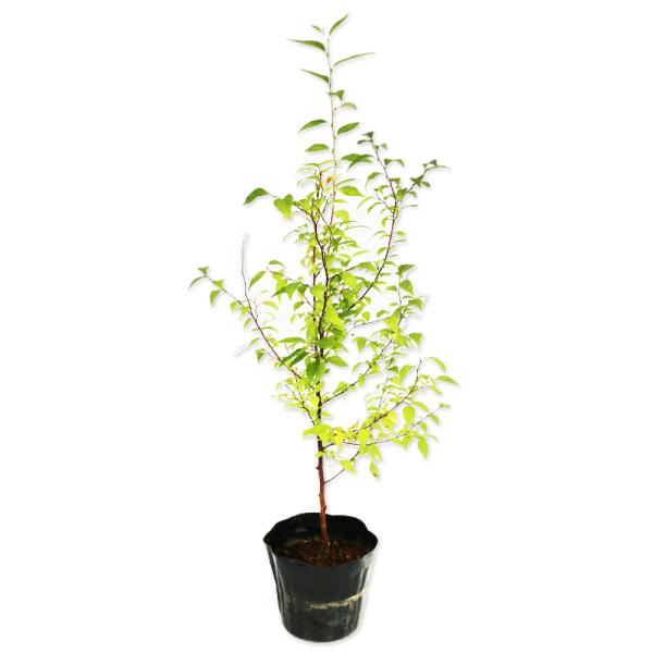 【エゴノキ】（野茉莉） 読み：えごのき 学名：Styrax japonica エゴノキ科エゴノキ属 落葉高木 別名：チシャノキ、チサノキ、ロクロギ、シャボンノキ  【名前の由来】 実に毒があり食べた時にエグイ味がすることから。  【商品情報...