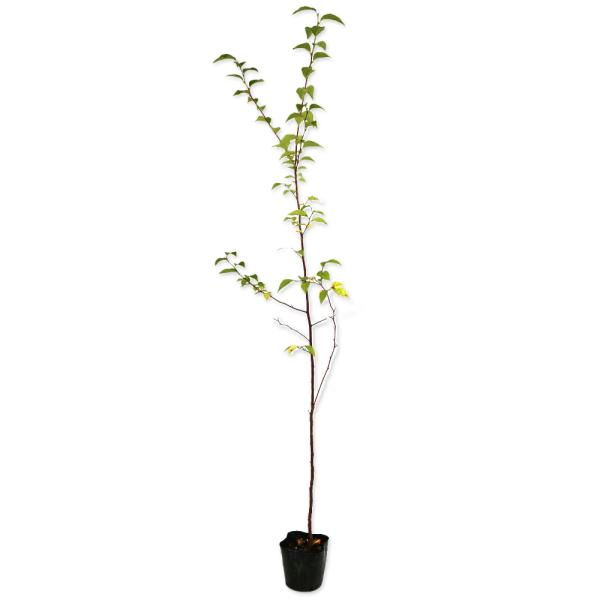 【エゴノキ】（野茉莉） 読み：えごのき 学名：Styrax japonica エゴノキ科エゴノキ属 落葉高木 別名：チシャノキ、チサノキ、ロクロギ、シャボンノキ  【名前の由来】 実に毒があり食べた時にエグイ味がすることから。  【商品情報...