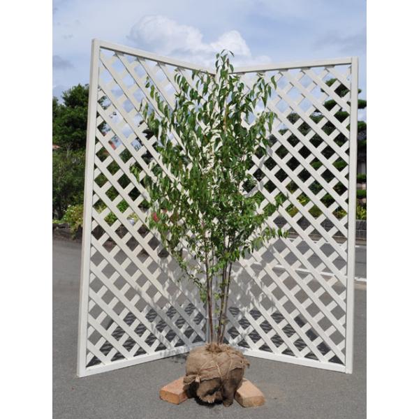 【エゴノキ】（野茉莉） 読み：えごのき 学名：Styrax japonica エゴノキ科エゴノキ属 落葉高木 別名：チシャノキ、チサノキ、ロクロギ、シャボンノキ  【名前の由来】 実に毒があり食べた時にエグイ味がすることから。  【商品情報...