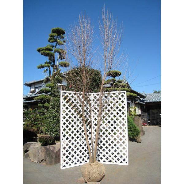 【エゴノキ】（野茉莉） 読み：えごのき 学名：Styrax japonica エゴノキ科エゴノキ属 落葉高木 別名：チシャノキ、チサノキ、ロクロギ、シャボンノキ  【名前の由来】 実に毒があり食べた時にエグイ味がすることから。  【商品情報...