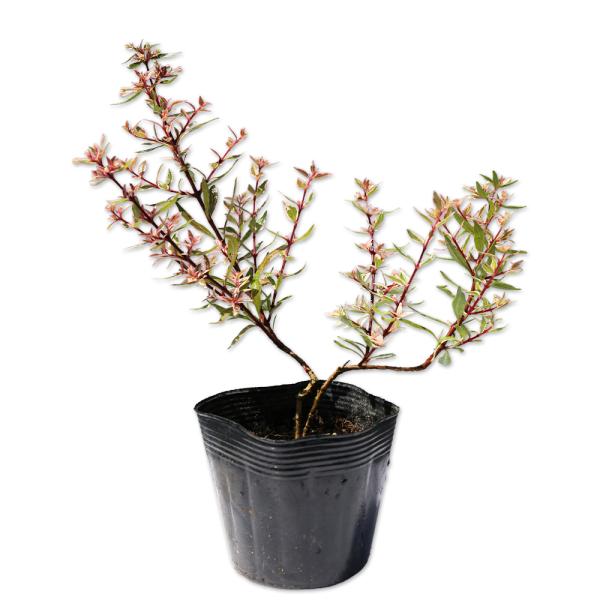 【アベリア/コンフェッティ】（） 読み：あべりあ/こんふぇってぃ 学名：Abelia ×grandiflora 'Confetti'  スイカズラ科ツクバネウツギ属 半常緑低木 別名：ハナゾノツクバネウツギ  【商品説明】 アベリアは4ｍ程...