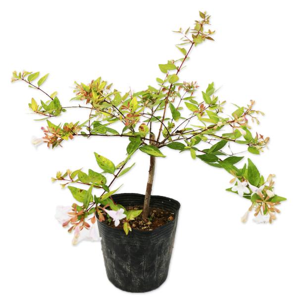 【アベリア/フランシスメイソン】（） 読み：あべりあ/ふらんしすめいそん 学名：Abelia ×grandiflora 'Francis Masson'  スイカズラ科ツクバネウツギ属 半常緑低木 別名：ハナゾノツクバネウツギ  【商品説明...