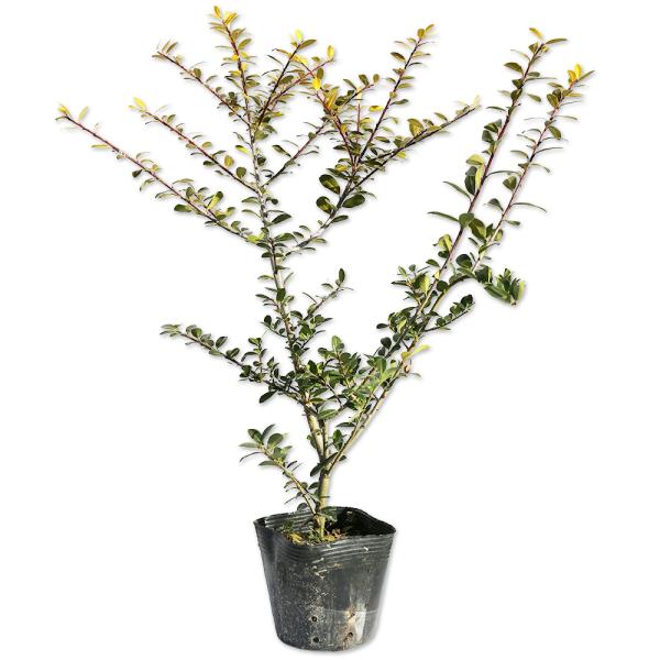 【イヌツゲ/ゴールデンジェム】（） 読み：いぬつげ 学名：Ilex crenata 'Golden Gem'  モチノキ科モチノキ属 常緑高木 別名：イヌツゲ斑入り  【商品情報】 イヌツゲは昔から庭木に使われていた品種です。光沢がある楕円...