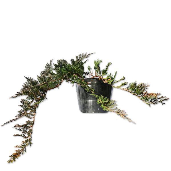 【ウィルトニー】（） 読み：うぃるとにー 学名：Juniperus horizontalis 'Wiltonii' ヒノキ科ビャクシン属 常緑低木 別名：アメリカハイビャクシン、グラウカ  【商品説明】 ウィルトニーは常緑低木です。綺麗な青...