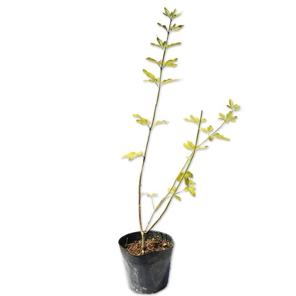 【ウンナンオウバイ】（雲南黄梅） 読み：うんなんおうばい 学名：Jasminum mesnyi モクセイ科ソケイ属 常緑低木 別名：オウバイモドキ、ウンナンソケイ  【商品説明】 ウンナンオウバイは2m程度になる常緑低木です。春に美しい黄色...