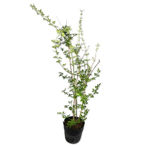 【ウンナンオウバイ】（雲南黄梅） 読み：うんなんおうばい 学名：Jasminum mesnyi モクセイ科ソケイ属 常緑低木 別名：オウバイモドキ、ウンナンソケイ  【商品説明】 ウンナンオウバイは2m程度になる常緑低木です。春に美しい黄色...