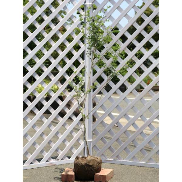 【ウンナンオウバイ】（雲南黄梅） 読み：うんなんおうばい 学名：Jasminum mesnyi モクセイ科ソケイ属 常緑低木 別名：オウバイモドキ、ウンナンソケイ  【商品説明】 ウンナンオウバイは2m程度になる常緑低木です。春に美しい黄色...