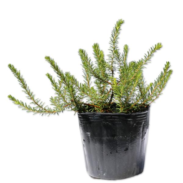 【エリカ/カルネア】（） 読み：えりか/かるねあ 学名：Erica carnea ツツジ科エリカ属 常緑低木 別名：春咲きエリカ  【名前の由来】 ギリシャ語の軟毛が語源で、全体に軟毛が生える種類が多いことから。  【商品説明】 エリカは常...