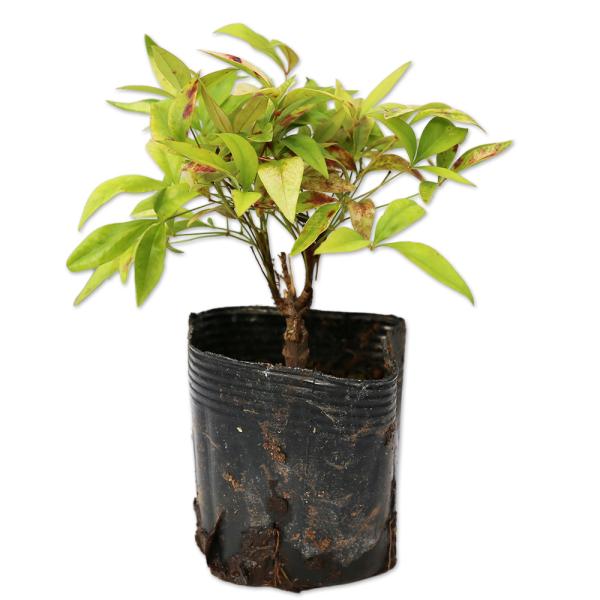 【オタフクナンテン】（お多福南天） 読み：おたふくなんてん 学名：Nandina domestica 'Otafukunanten' メギ科ナンテン属 常緑低木 別名：オカメナンテン、ゴシキナンテン  【名前の由来】 葉がナンテンよりも丸く...