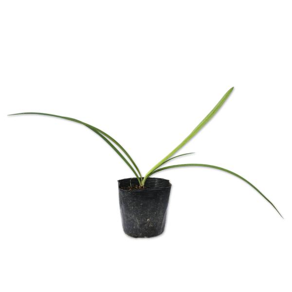 【アガパンサス】（紫君子蘭） 読み：あがぱんさす 学名：Agapanthus  ヒガンバナ科アガパンサス属 常緑多年草 別名：ムラサキクンシラン  【名前の由来】 ギリシャ語で愛の花と言う意味から。  【商品説明】 アガパンサスは常緑多年草...