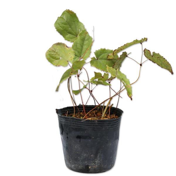 【イカリソウ】(錨草、碇草） 読み：いかりそう 学名：Epimedium grandiflorum var. thunbergianum メギ科イカリソウ属 落葉多年草 別名：カグラソウ、サンシクヨウソウ  【名前の由来】 花の形が船の錨に...