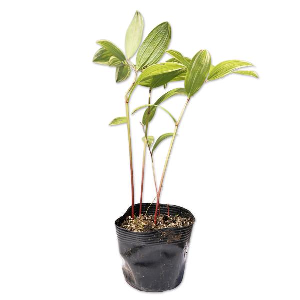 【斑入りアマドコロ】（斑入り甘野老） 読み：ふいりあまどころ 学名：Polygonatum odoratum var. pluriflorum  キジカクシ科アマドコロ属 球根 別名：斑入りナルコユリ  【商品説明】 アマドコロは多年草です...