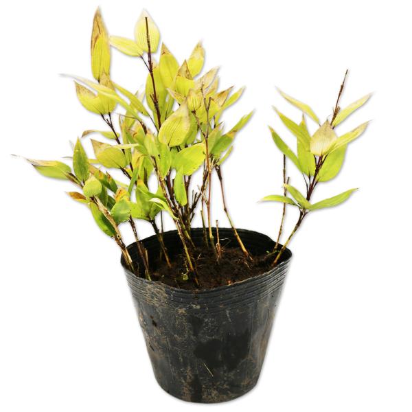 【オカメザサ】（阿亀笹） 読み：おかめざさ 学名：Shibataea kumasaca イネ科ササ属 常緑低木 別名：ブンゴザサ、ゴマイザサ  【商品情報】 ササは日本を代表する下草です。いくつもの品種があり背が高低や葉の大小、斑入り品種な...