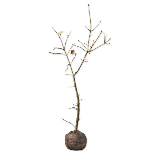 【イタヤカエデ】（板屋楓） 読み：いたやかえで 学名：Acer mono ムクロジ科カエデ属 落葉高木 別名：エゾイタヤ，マイタヤ  【商品情報】 イタヤカエデは落葉高木です。本州から九州まで自生しています。直立で大木になります。葉は大型で...