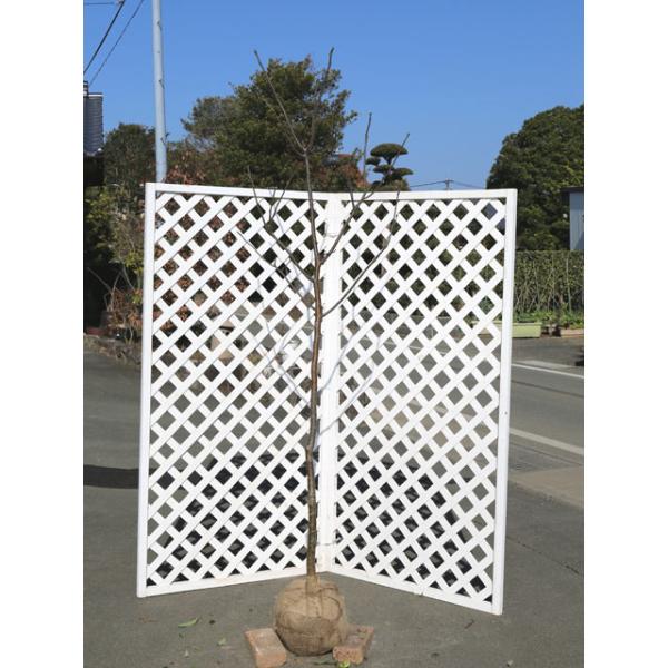 【エンジュ】（槐） 読み：えんじゅ 学名：Styphnolobium japonicum マメ科エンジュ属 落葉高木 別名：ニワウルシ  【商品説明】 エンジュは落葉高木です。中国が原産です。葉は羽状複葉で小さい葉が密生します。7月から8月...