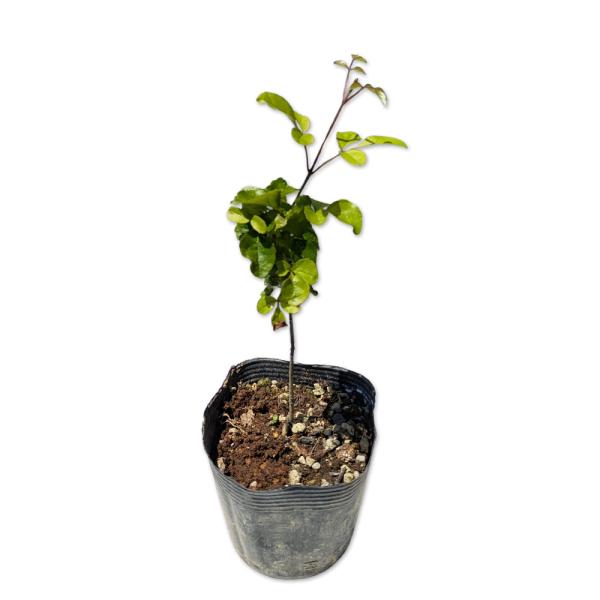 【アオダモ】（青?） 読み：あおだも 学名：Fraxinus lanuginosa f. serrata モクセイ科トネリコ属 落葉高木 別名：コバノトネリコ、アオタゴ  【商品情報】 アオダモは落葉高木です。北海道から九州まで自生していま...