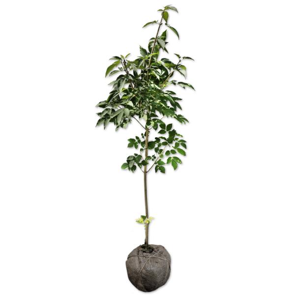 【アオダモ】（青?） 読み：あおだも 学名：Fraxinus lanuginosa f. serrata モクセイ科トネリコ属 落葉高木 別名：コバノトネリコ、アオタゴ  【商品情報】 アオダモは落葉高木です。北海道から九州まで自生していま...