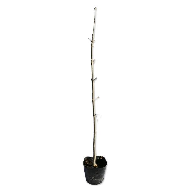 【ヤマトアオダモ】（大和青?） 読み：やまとあおだも 学名：Fraxinus longicuspis モクセイ科トネリコ属 落葉高木 別名：オオトネリコ  【商品情報】 アオダモは落葉高木です。北海道から九州まで自生しています。木製バットの...