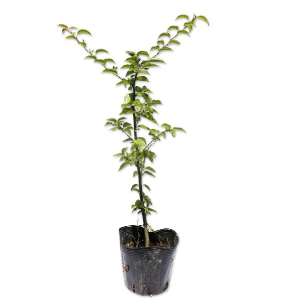 【アオハダ】（青膚） 読み：あおはだ 学名：Ilex macropoda モチノキ科モチノキ属 落葉高木 別名：マルバウメモドキ  【商品情報】 アオハダは落葉高木です。北海道から九州に自生しています。10ｍ程度になります。名前の由来は外皮...