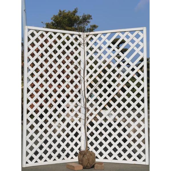 【アズキナシ】（小豆梨） 読み：あずきなし 学名：Sorbus alnifolia バラ科アズキナシ属 落葉高木 別名：ハカリノメ、ヤマナシ  【商品説明】 アズキナシは落葉高木です。北海道から九州まで自生しています。15ｍ程度になります。...